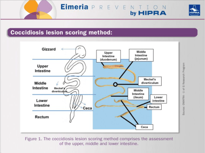 Key points in the diagnosis of coccidiosis (Part 2: Lesion Scoring) | HIPRA